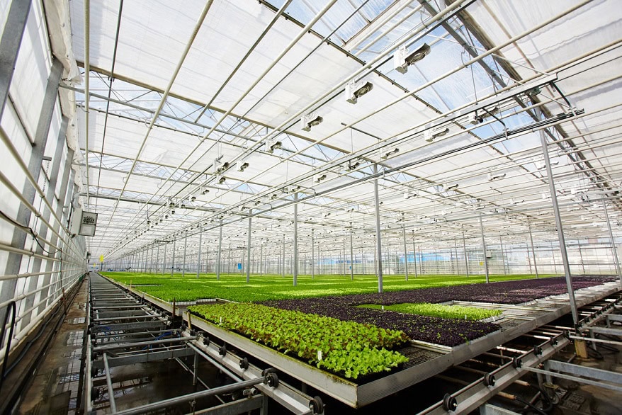 Russian scientists created a new fertilizer for growing plants in the ...