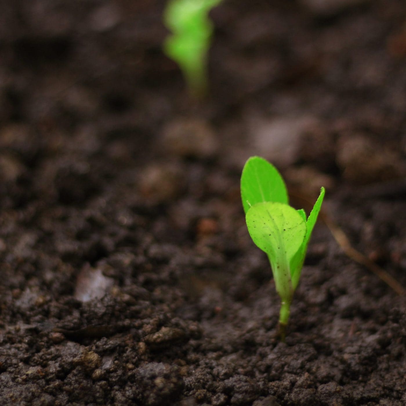 Lucent Bio secures over $3.6mn to bring seed-treatment tech to market ...