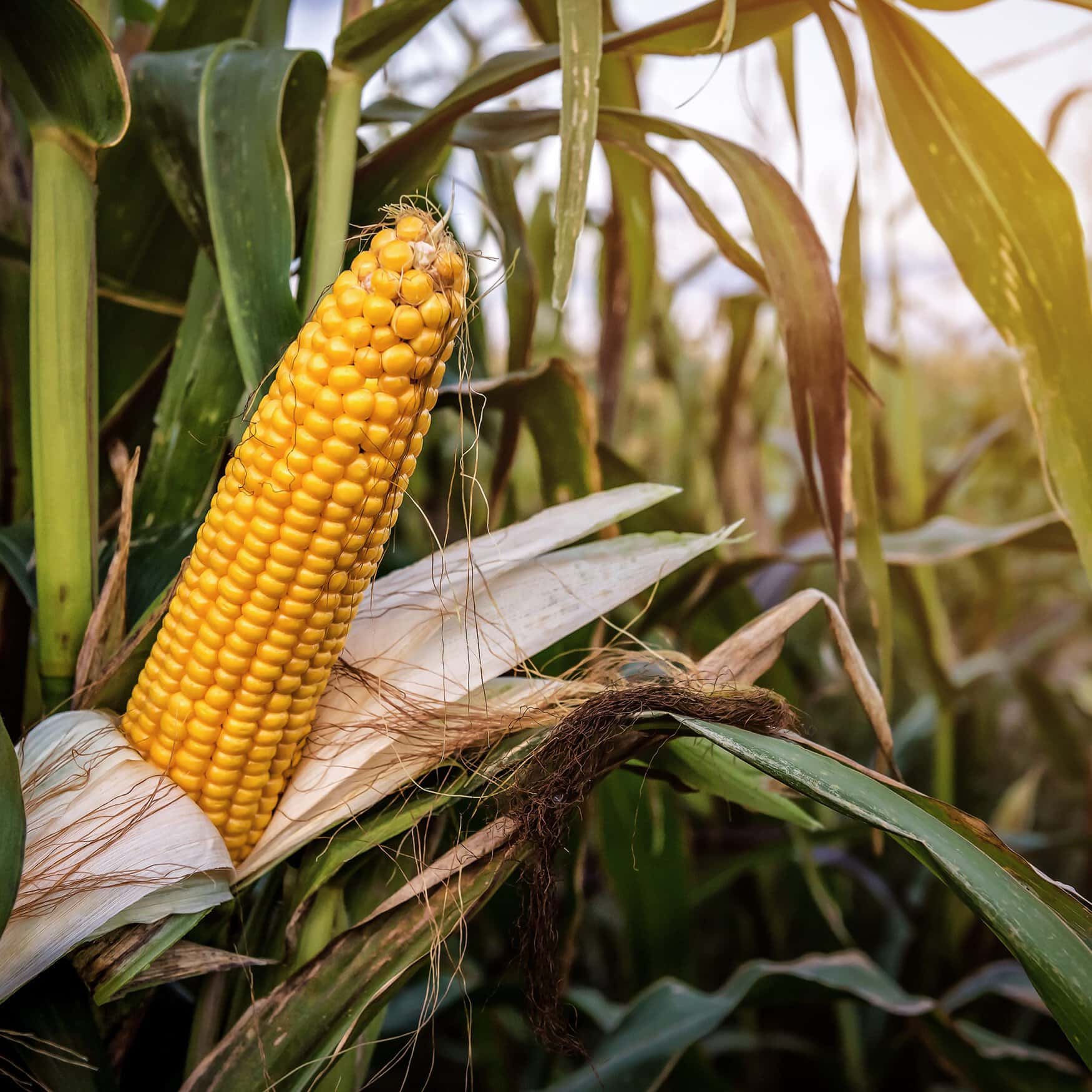 Researchers used brewery waste and NPS fertilizer to boost maize yield ...