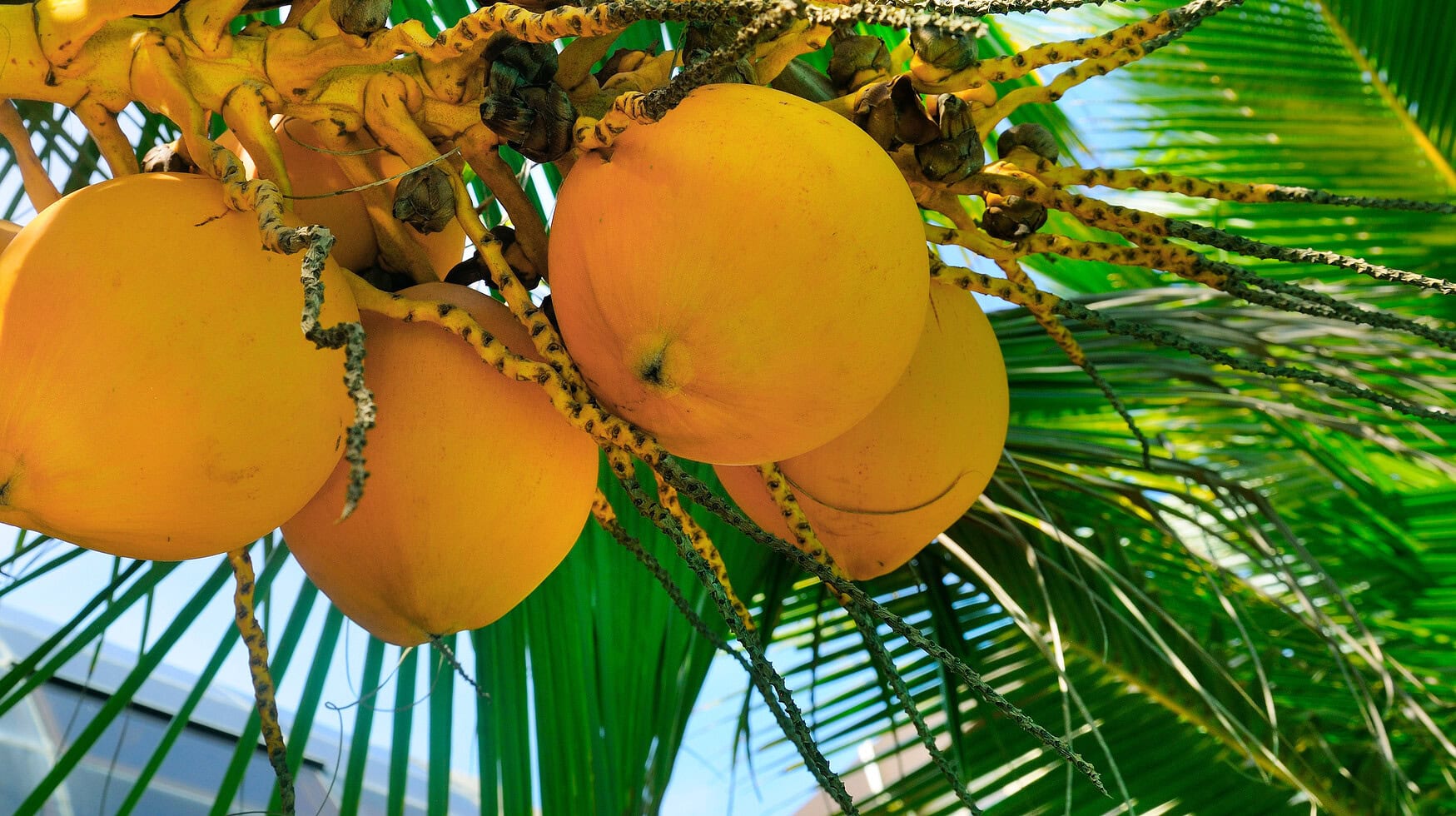 Sri Lanka’s fertilizer shortage causes coconut crisis — Fertilizer Daily