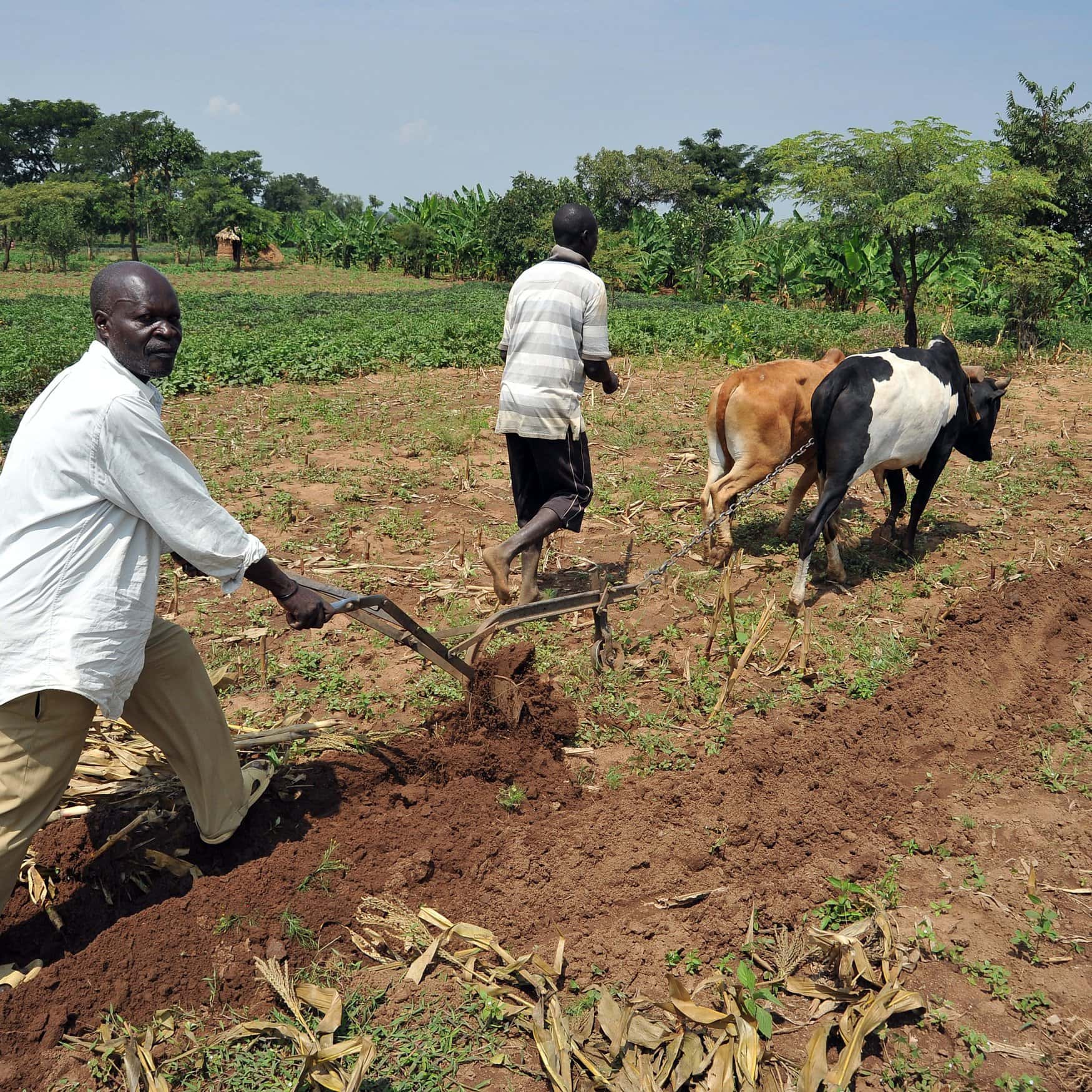 Bangladesh to explore agricultural farming in African countries ...
