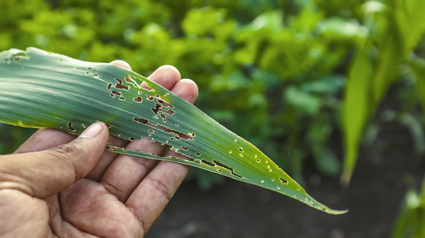 Syngenta and Lavie Bio to develop novel bio-insecticide — Fertilizer Daily