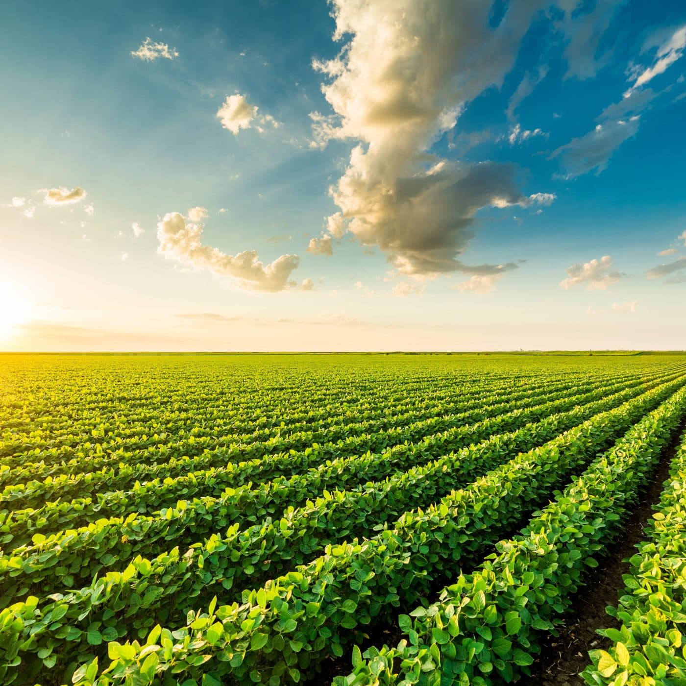 CF Industries appoints Christopher Bohn as EVP and COO — Fertilizer Daily