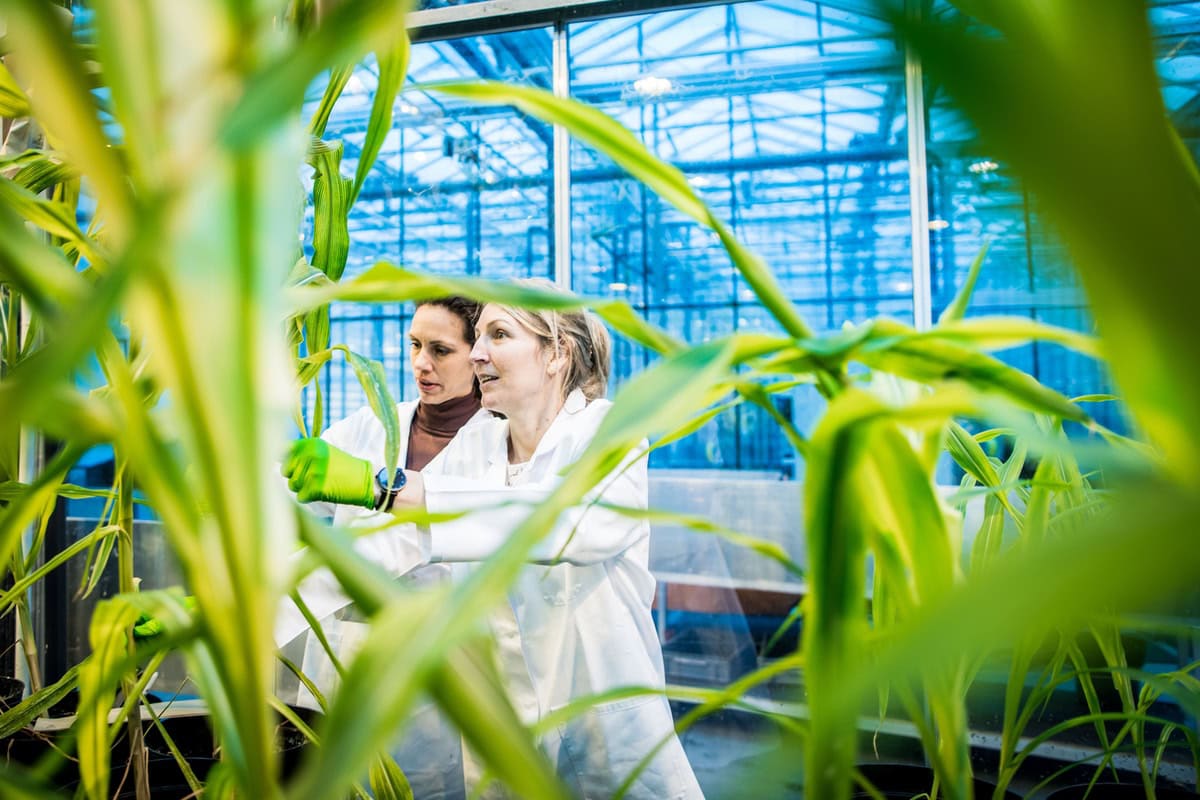 Exclusive: Inari’s Ron Wulfkuhle on super seeds and agricultural ...