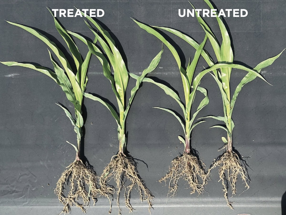Meristem’s new fertilizer technology promises savings for farmers ...