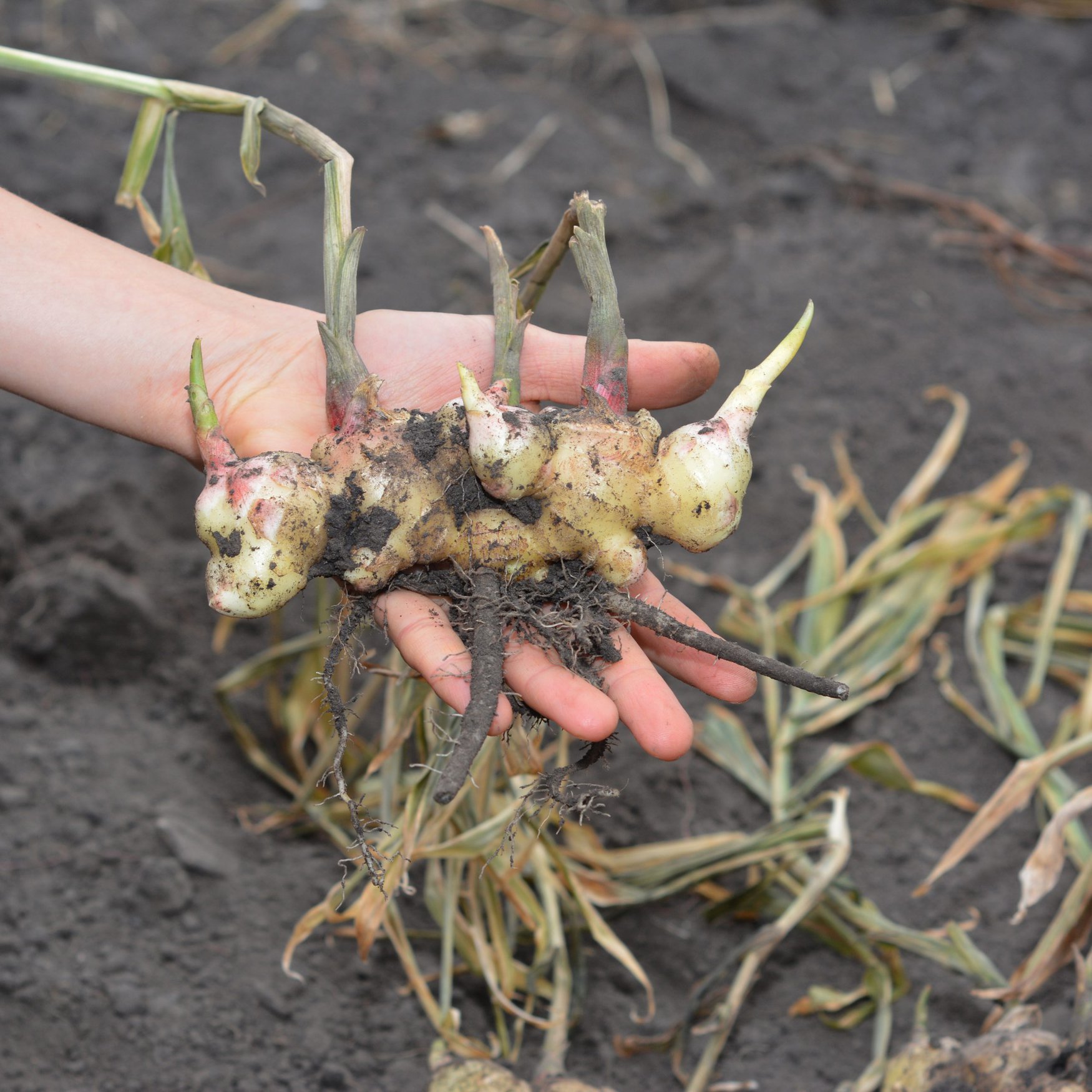 Nigeria allocates $1.2mn to aid ginger farmers amid blight epidemic ...