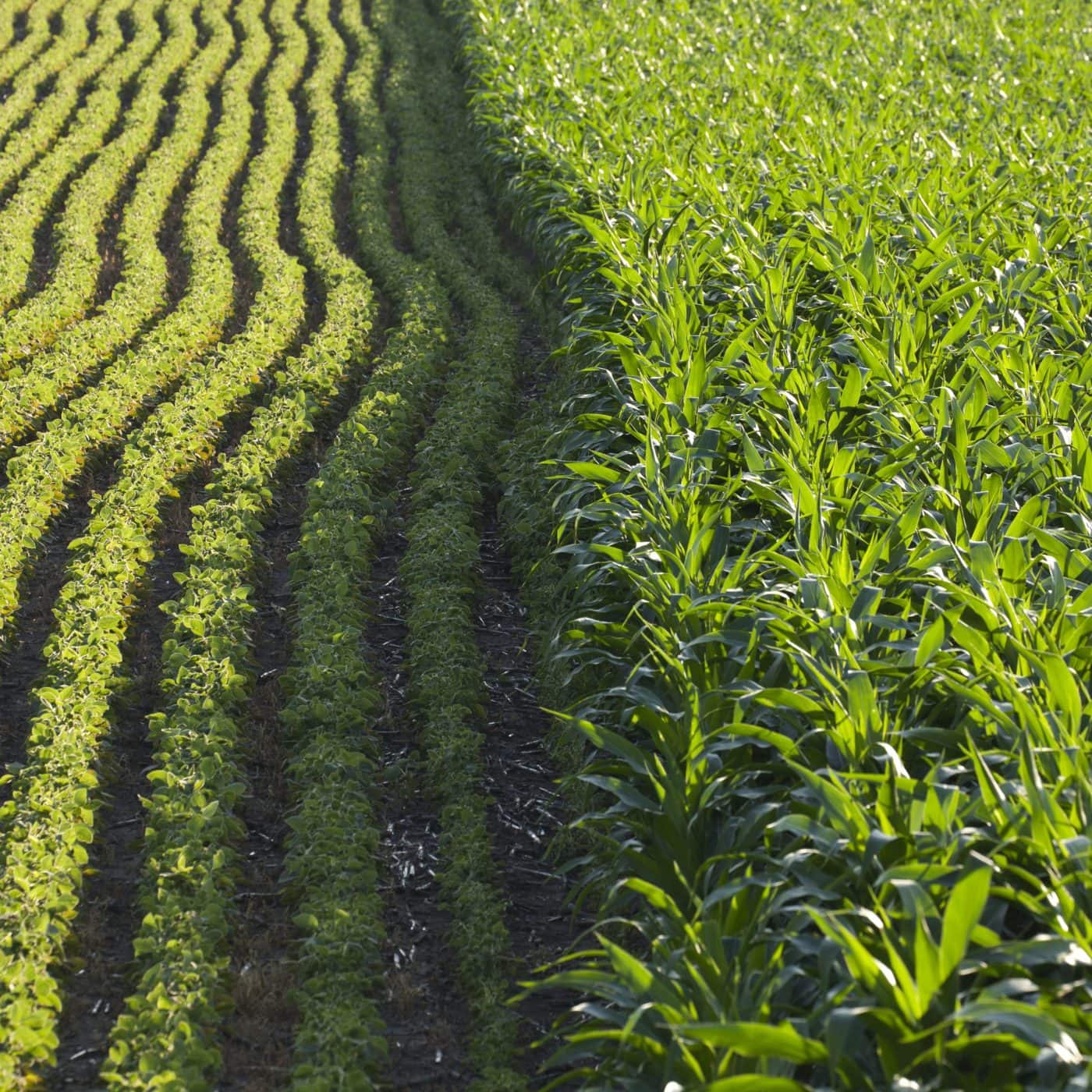 Cargill featured on Fortune’s list of America’s most innovative ...