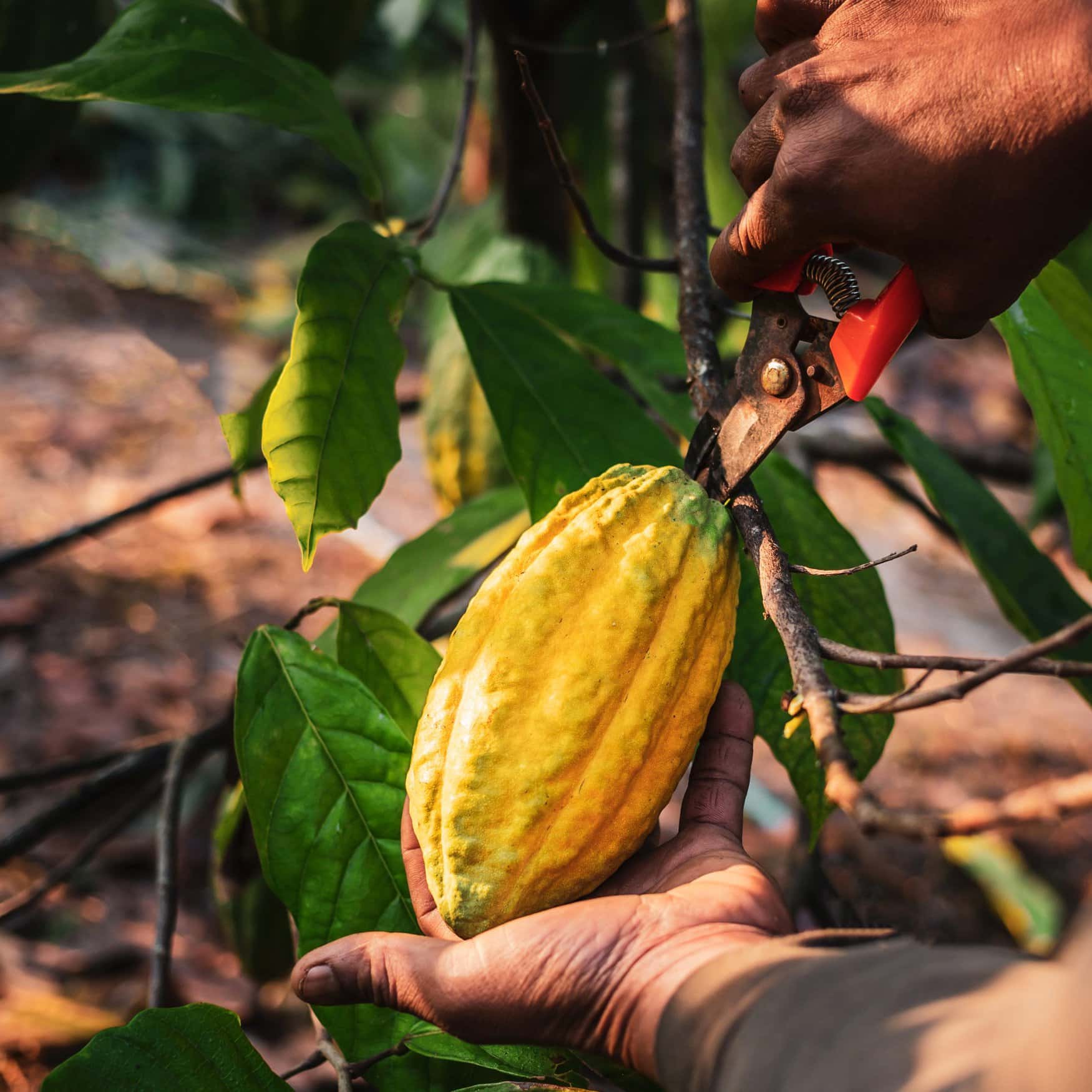 Cocoa prices rebound amid concerns over recent excessive losses ...