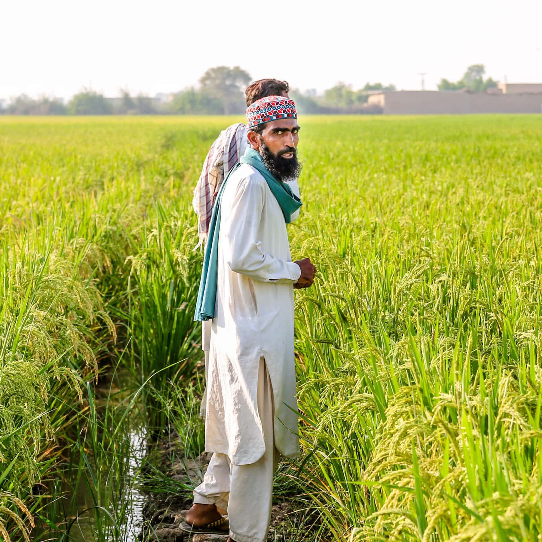 Pakistan’s minister mandates ensured supply of urea and DAP fertilizers ...