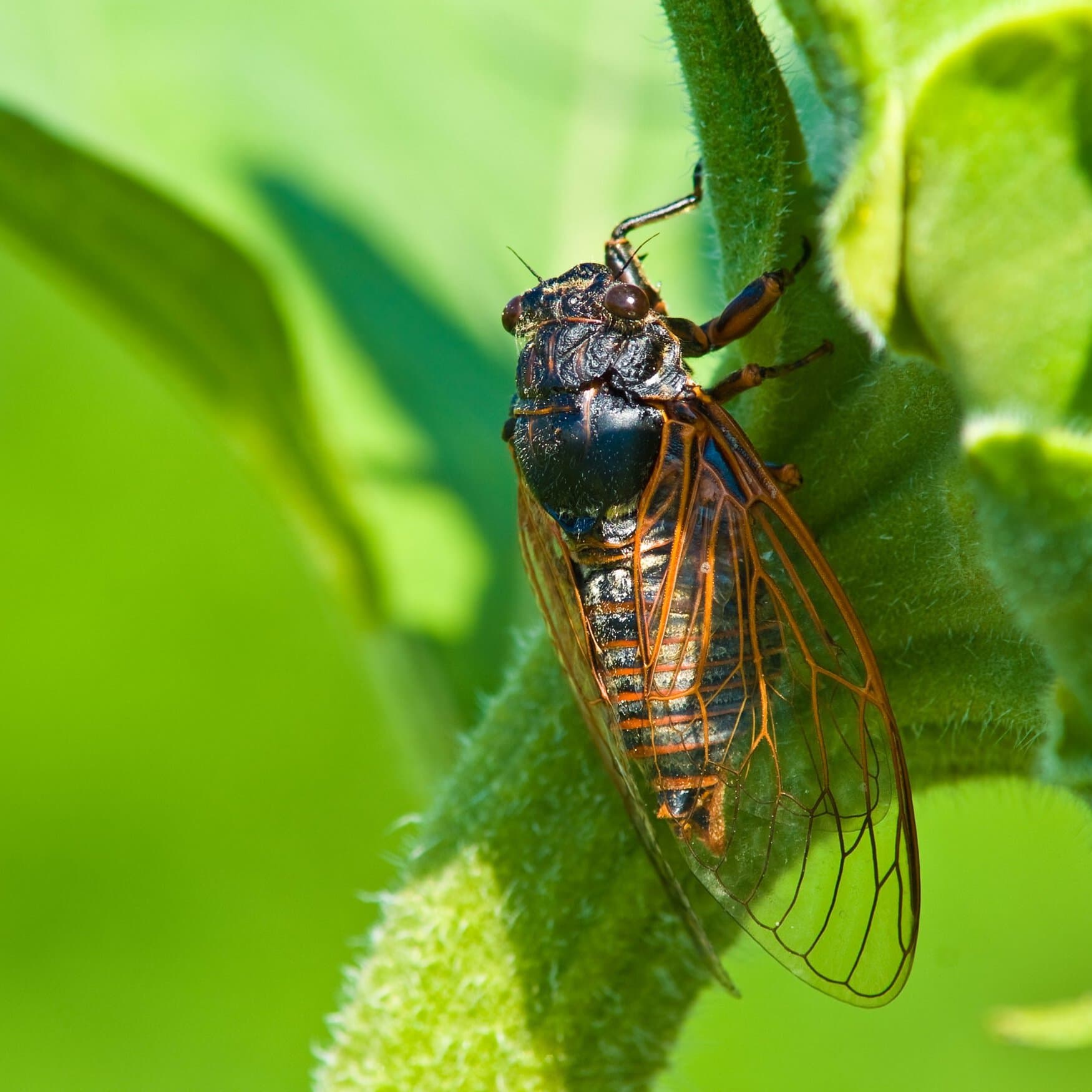 Illinois hit by historic cicada wave — Fertilizer Daily