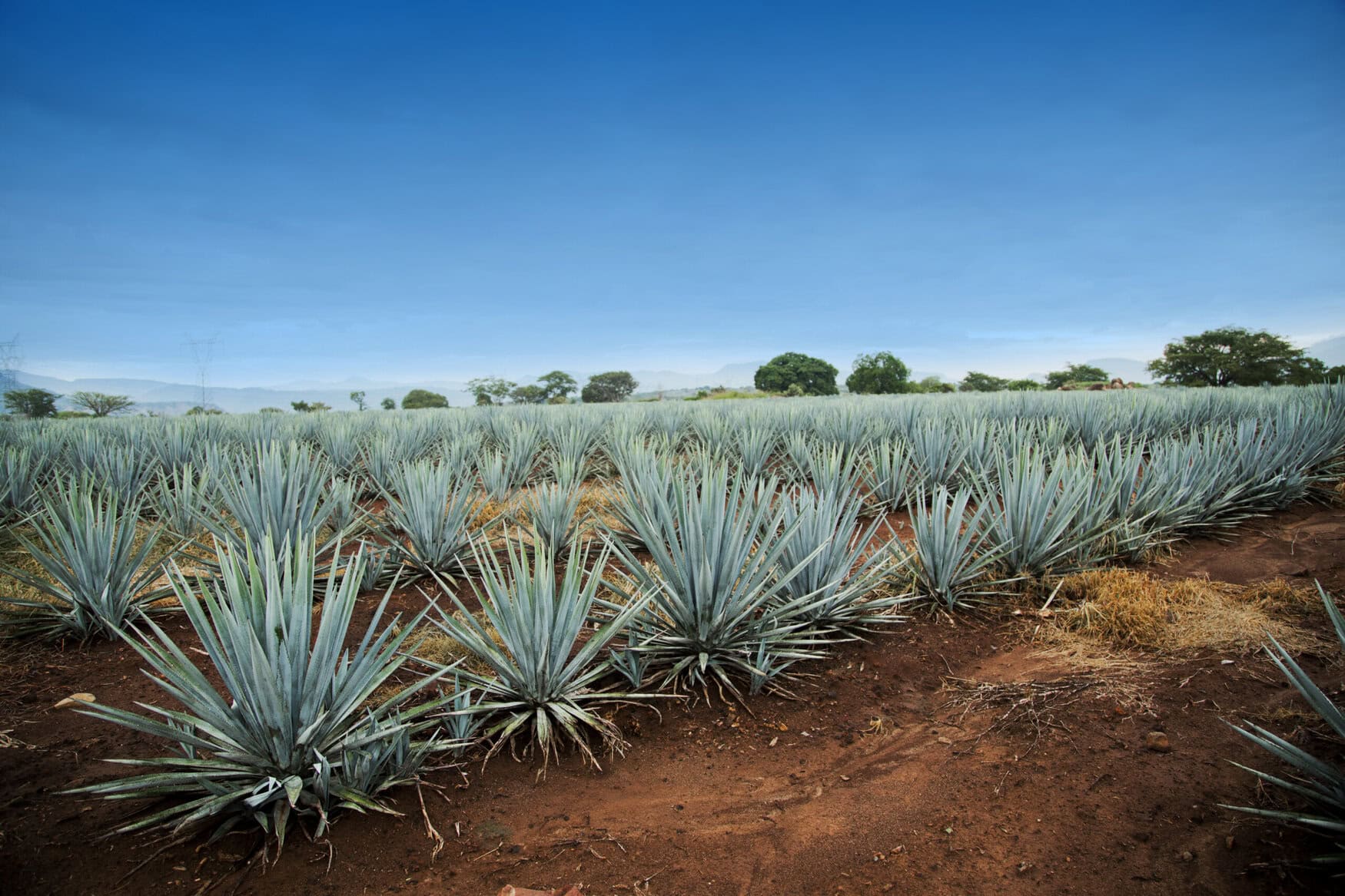 California farmers adapt to drought with agave cultivation — Fertilizer ...