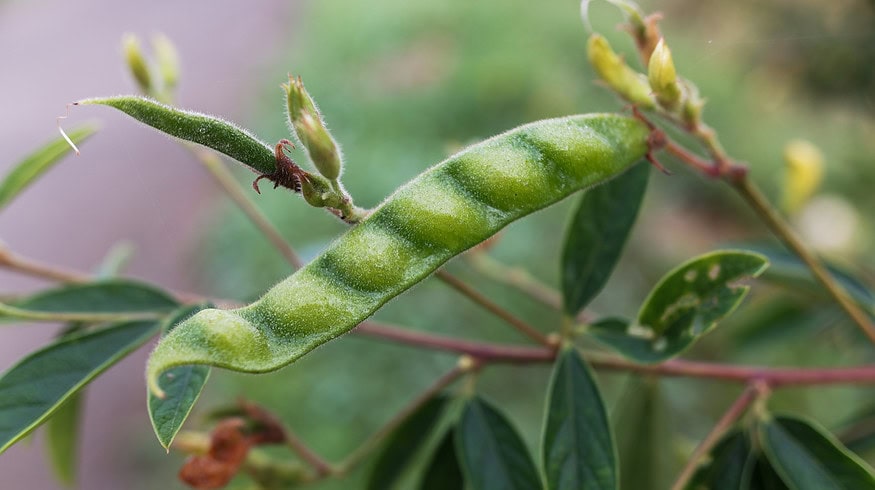 Kenyan farmer discovered new promising pigeon pea variety — Fertilizer ...