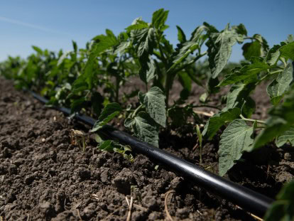Rivulis’ new drip line offers promise for high-yield crops on difficult ...
